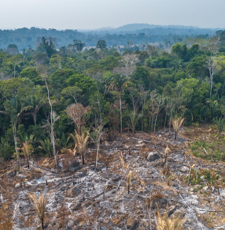 COP 15 - The United Nations Biodiversity Conference - Explained
