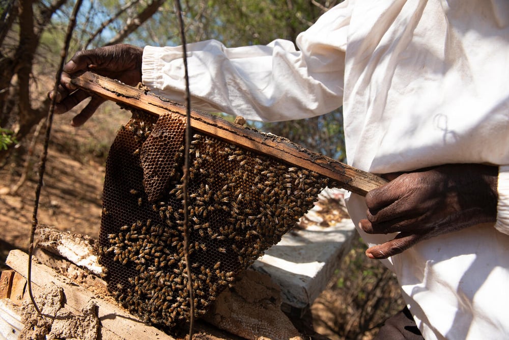 Conservation Pulse - WWF's latest conservation wins